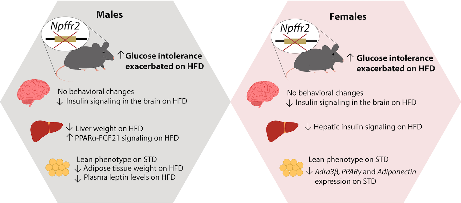 Metabolic Impact Of Npffr2 Deficiency In Mice Unveiled