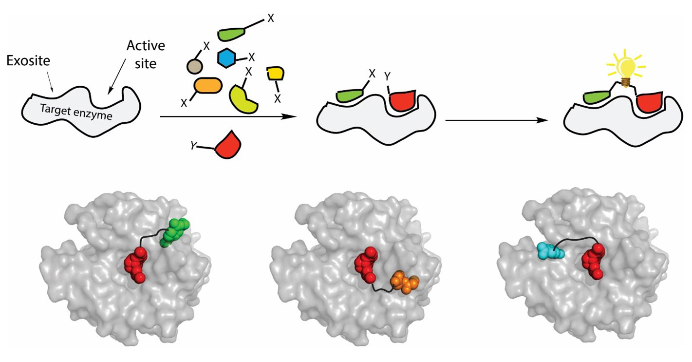 Targeting enzyme exosites by in-situ click chemistry: New strategy for ...