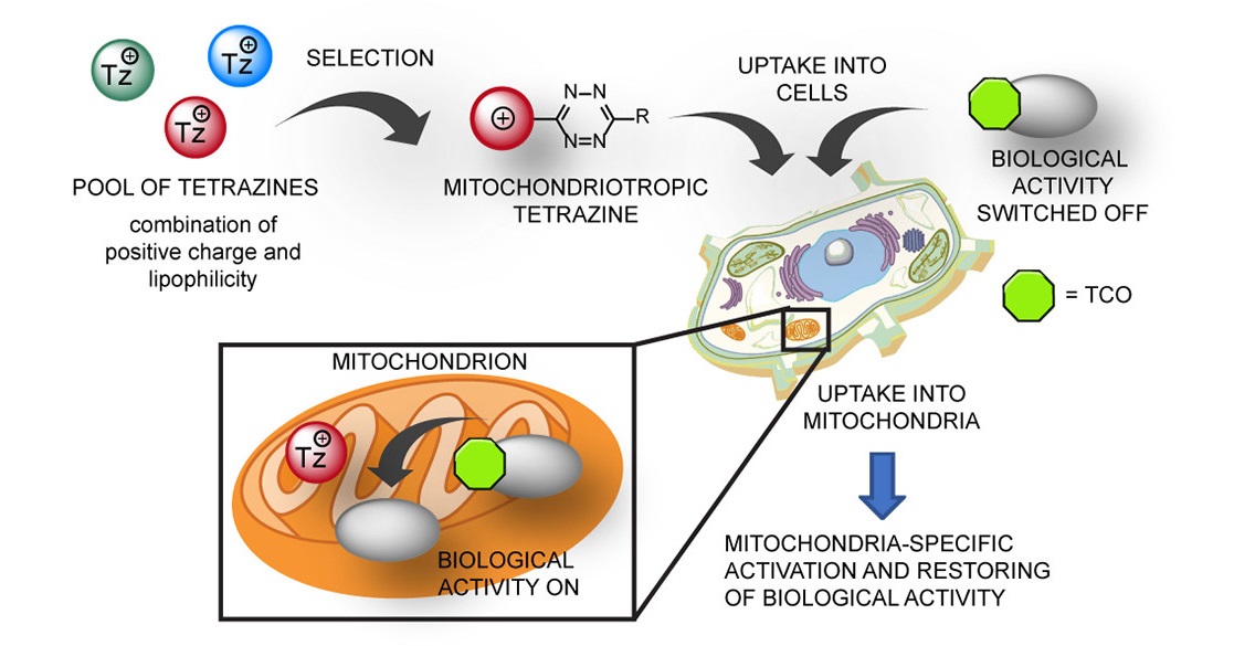 Organelle-specific prodrug activation