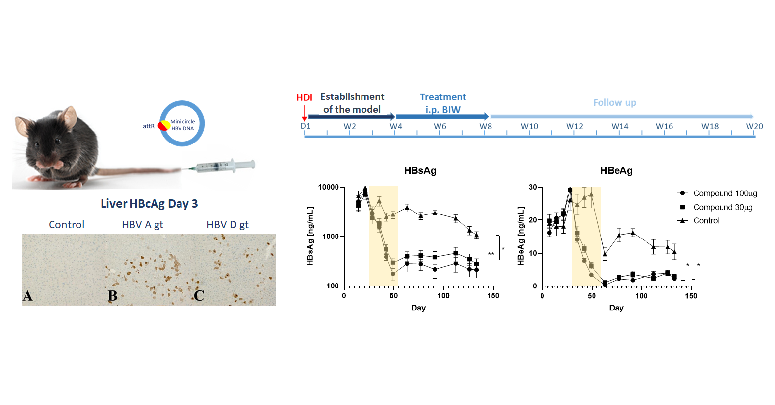 Immune competent mouse models of CHB