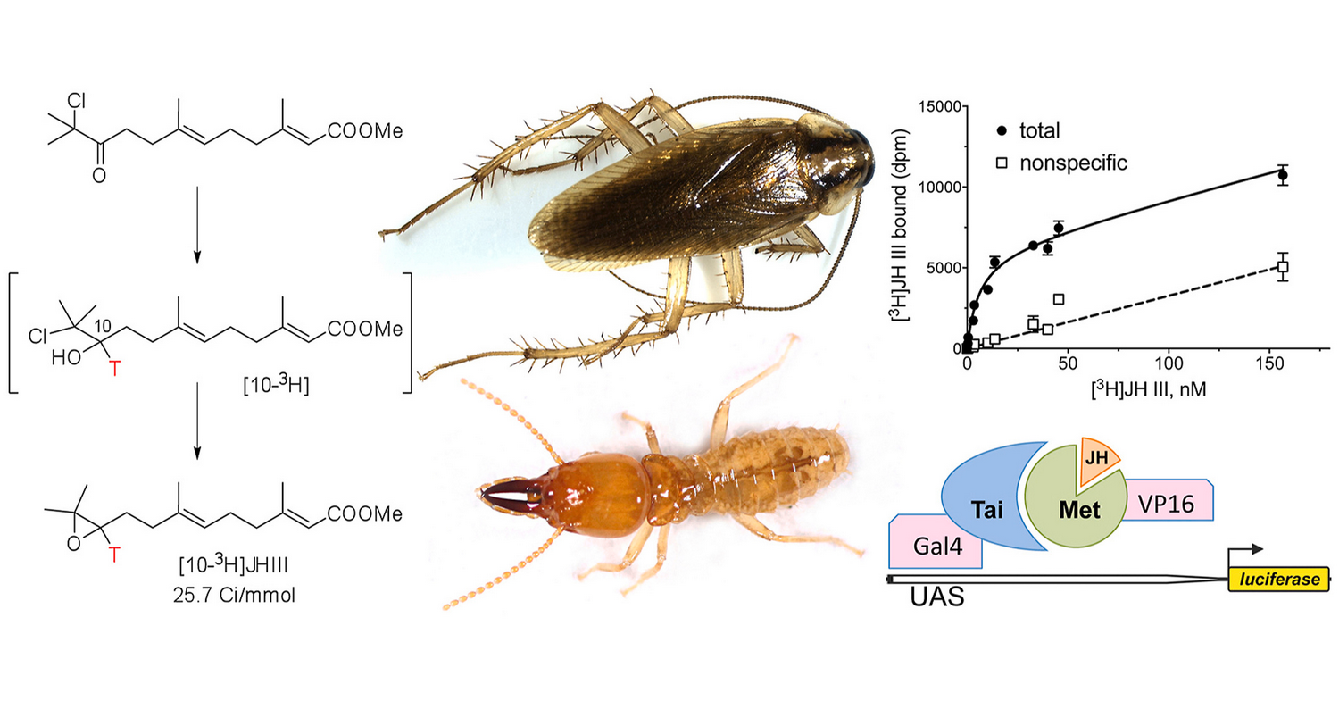 Binding of radiolabeled juvenile hormone by JH receptors in basal insects
