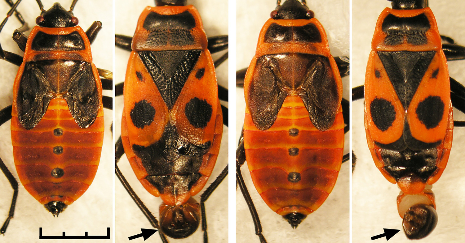 Unique peptidic agonists of a juvenile hormone receptor