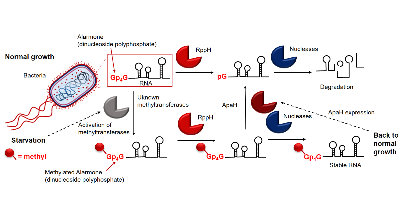 Discovery of entirely new class of RNA caps in bacteria