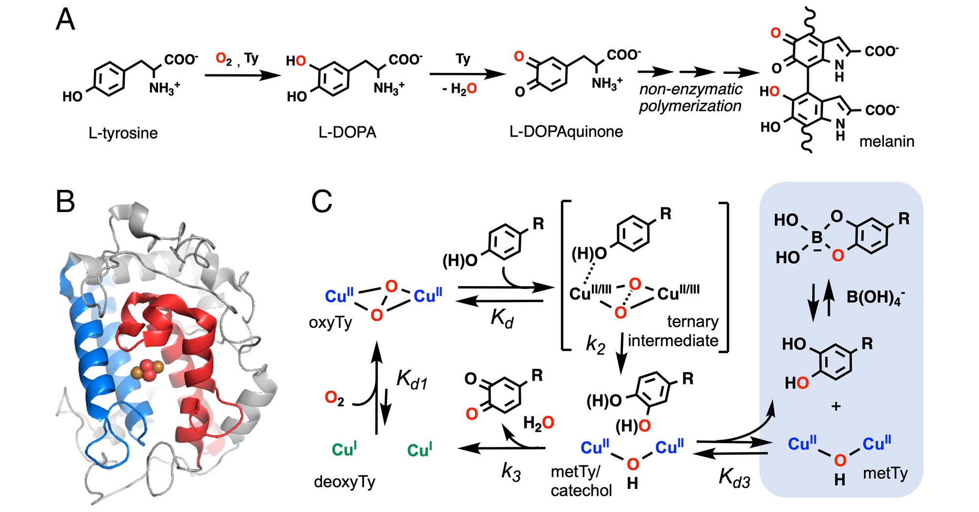 A step toward understanding the oxygen activation by copper containing ...