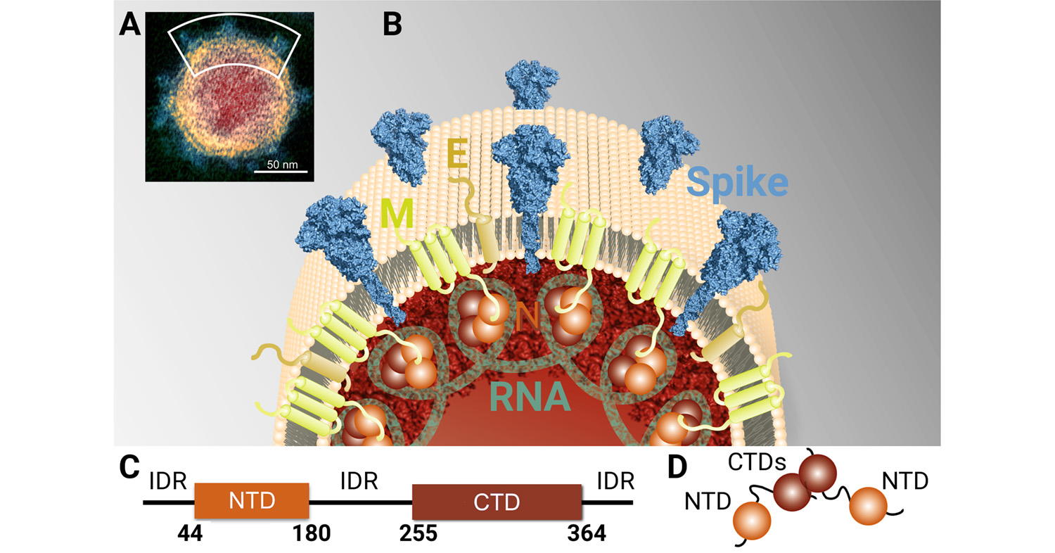 Structural insight into genome-protein interaction in SARS-CoV-2