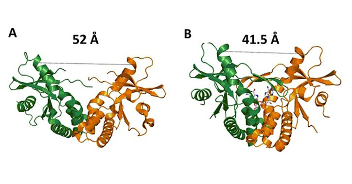 Factors involved in the binding of cyclic dinucleotides to STING protein