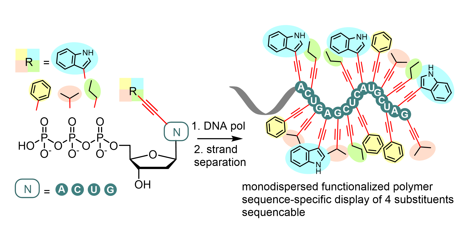 Enzymatic synthesis of hypermodified DNA Enzymatic synthesis of hypermodified DNA